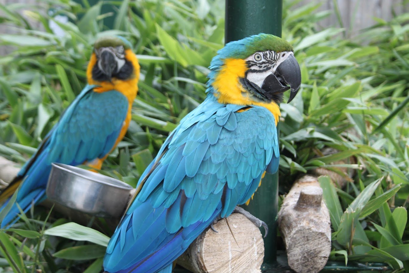 A Day Out at Longleat Safari Park for Disabled Visitors - The Blue ...